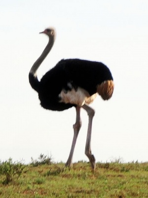 La Tania Ski Blog - La Tania does Football - The #EnglandAway ...